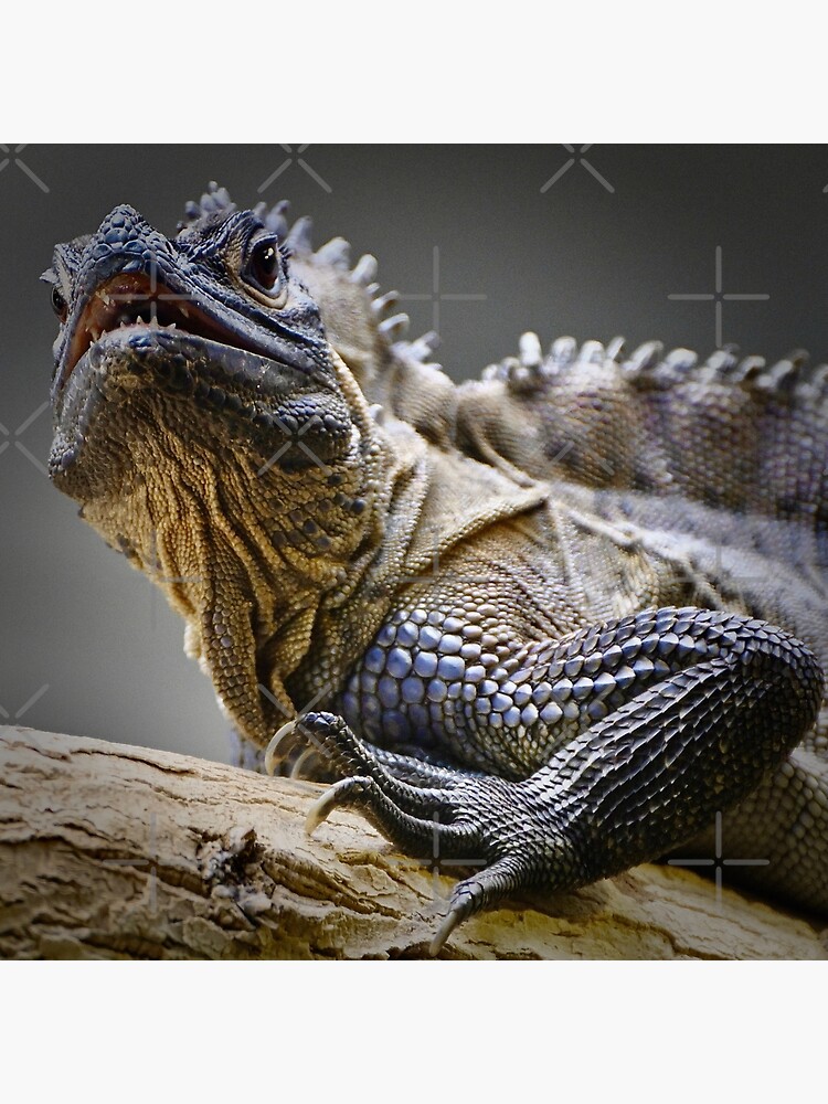 "Sail-Finned Lizard" Poster by T-MarieStudio | Redbubble