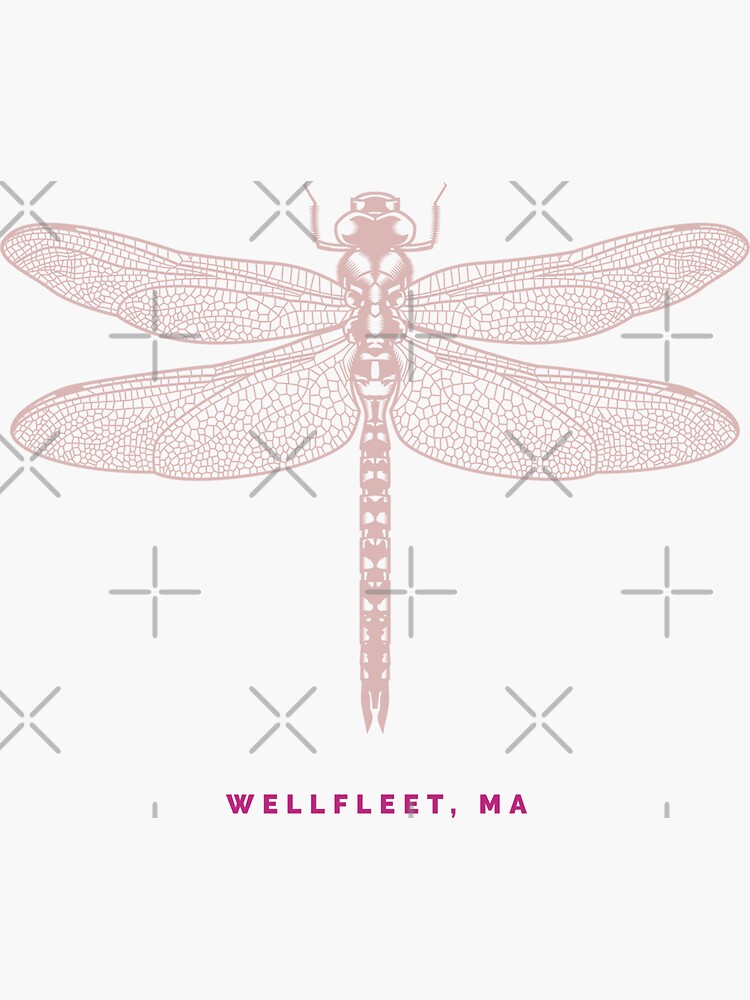 "Dragonfly, Wellfleet, MA " Sticker for Sale by SeekingPrimal | Redbubble