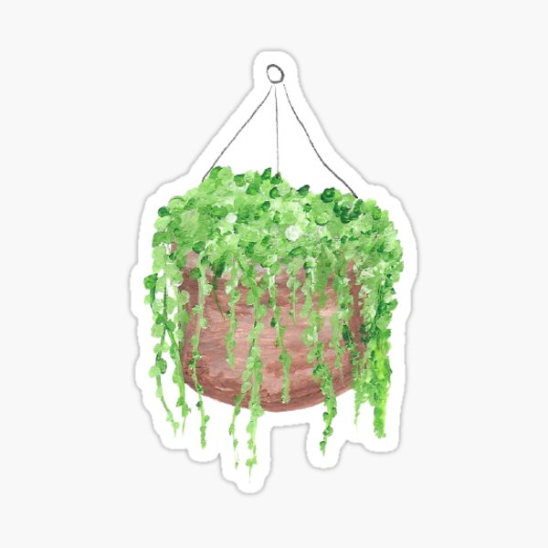 "Pea plant " Sticker by drawingacrowd | Redbubble