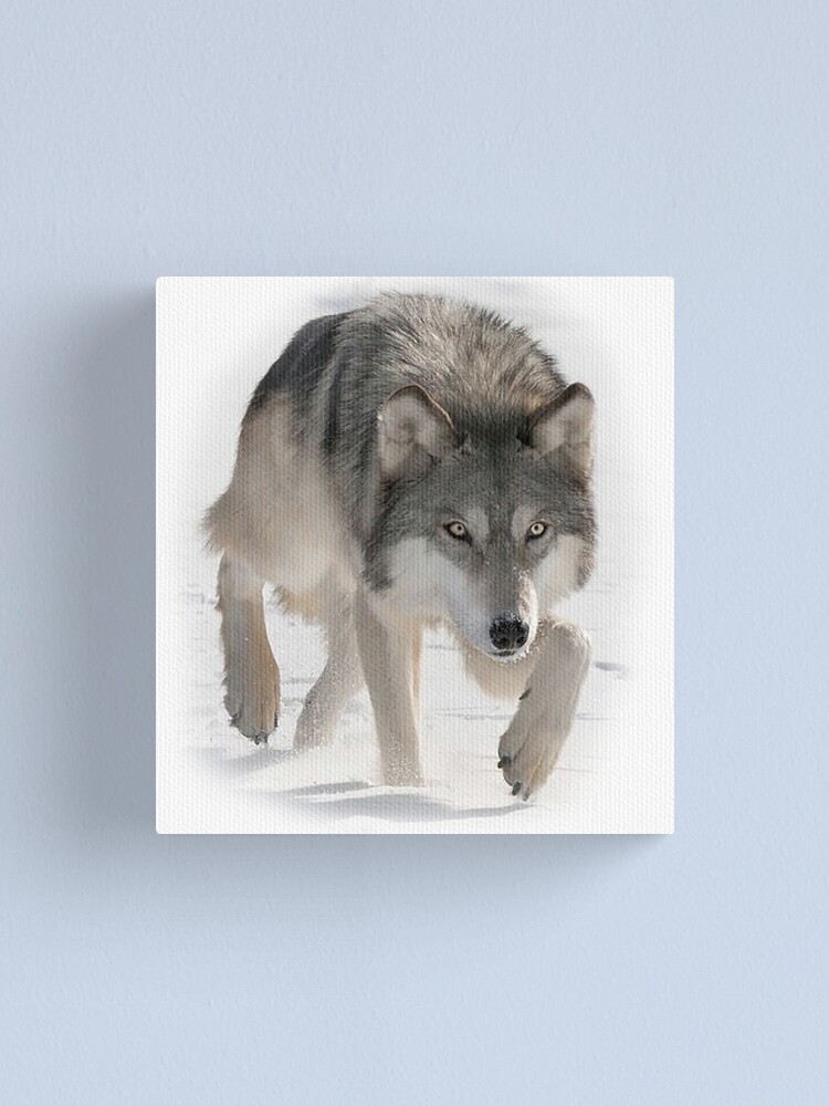 Lienzo «Lobo acechando» de ISSYsART | Redbubble