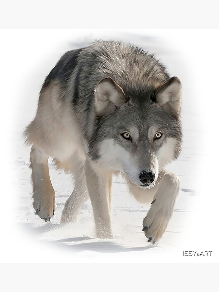 Lienzo «Lobo acechando» de ISSYsART | Redbubble