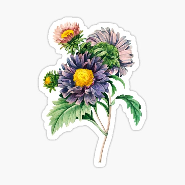 "China Aster Flower" Sticker for Sale by DaphneKstudio | Redbubble