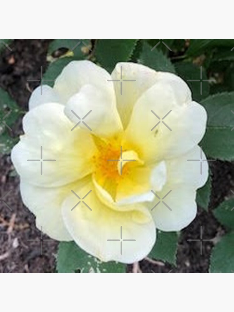 "Yellow Rose-Sunshine Rose" Sticker for Sale by DodgerDragonfly | Redbubble