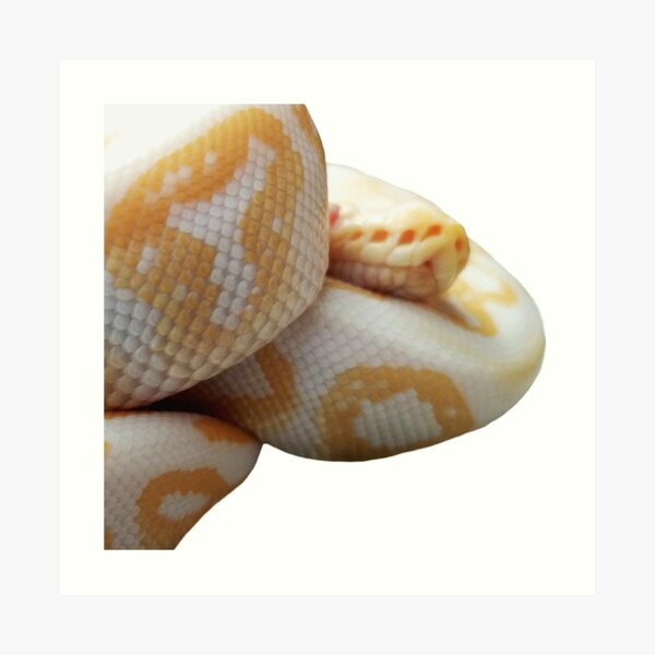 "Black Pastel Albino Ball Python" Art Print for Sale by ScalesOrFur ...