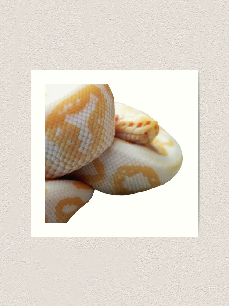 "Black Pastel Albino Ball Python" Art Print for Sale by ScalesOrFur ...