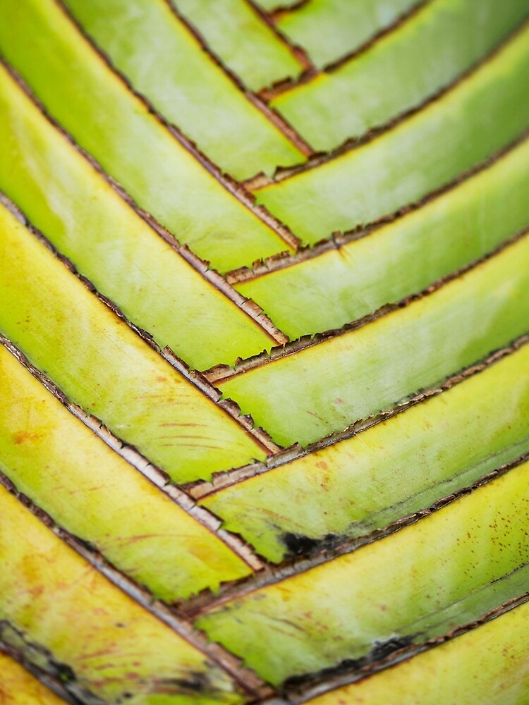 "Palm Tree Spine" Poster by gritnfire | Redbubble