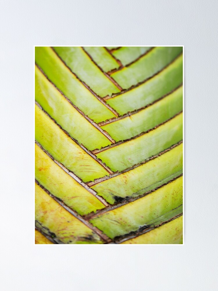 "Palm Tree Spine" Poster by gritnfire | Redbubble