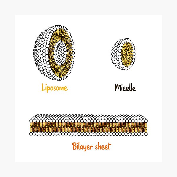 "Phospholipids arrangement. Liposome Micelle soap phospholipid bilayer ...