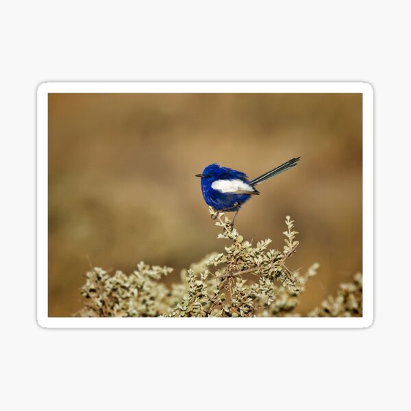 "White-winged Fairy Wren" Sticker for Sale by Barbie | Redbubble