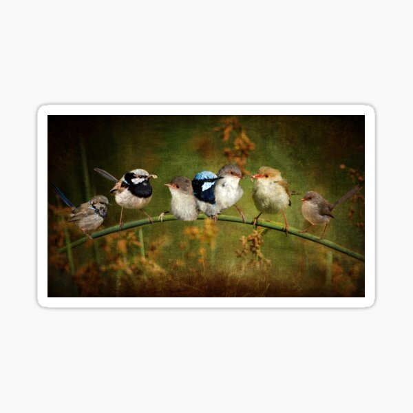 "Fairy-wren Fantasy" Sticker for Sale by Barbie | Redbubble