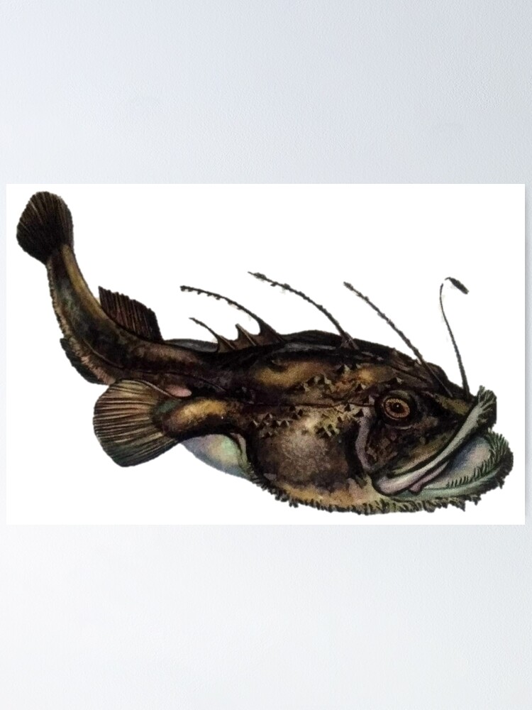 "Rare and ugly fish" Poster for Sale by AnimovieMich | Redbubble