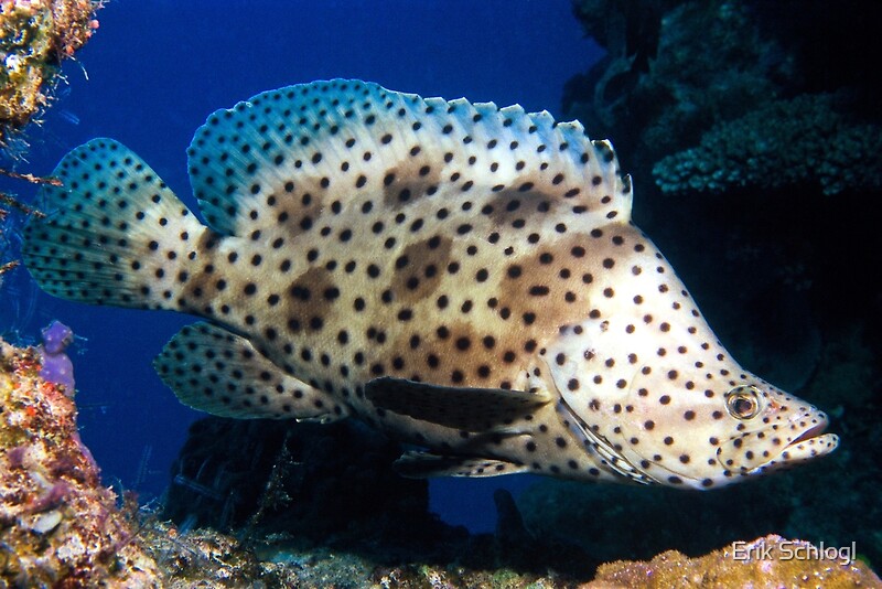 "Barramundi Cod" by Erik Schlogl | Redbubble