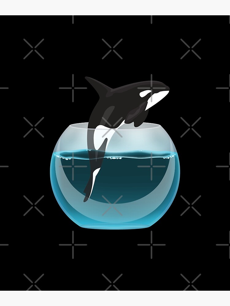 "Orca Killer Whale Sea Ocean Orca Lover Jumping from Tank" Poster by ...