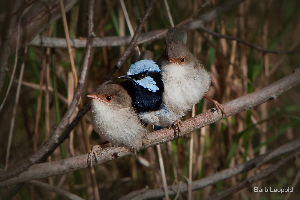 "The Wren Family" by Barb Leopold | Redbubble