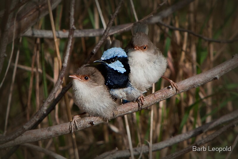 "The Wren Family" by Barb Leopold | Redbubble