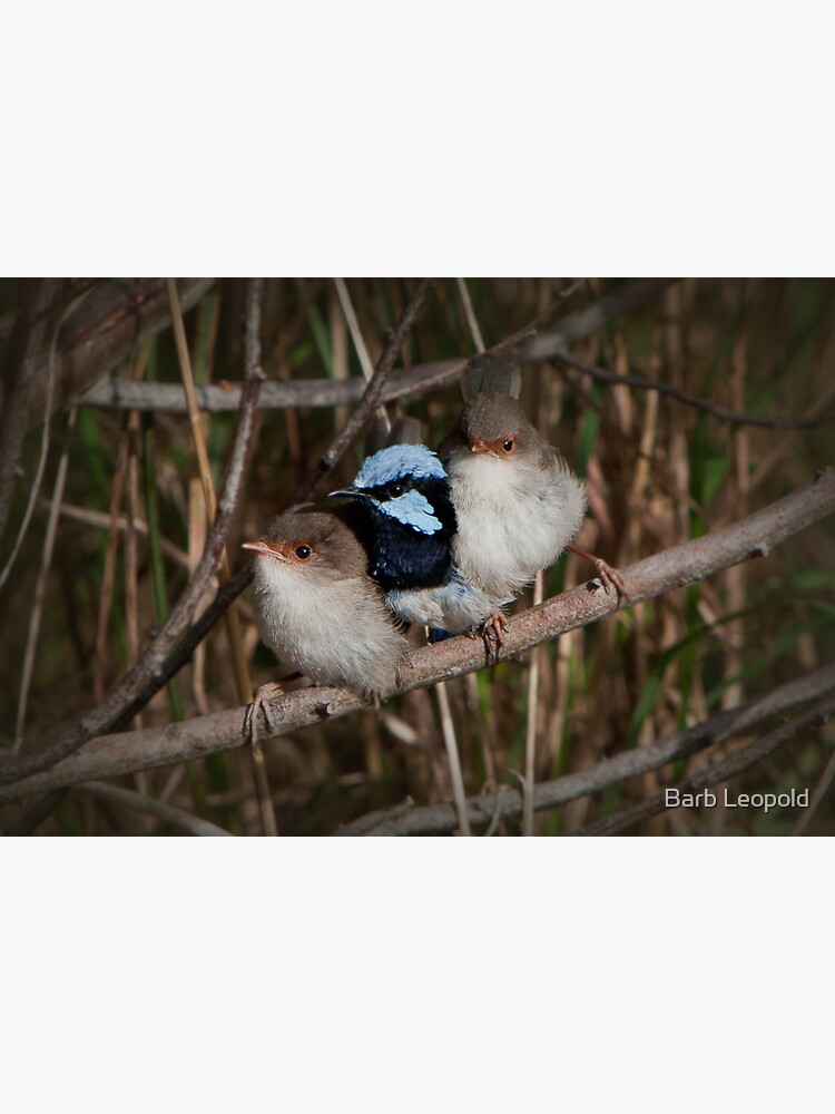 "The Wren Family" Sticker for Sale by Barbie | Redbubble