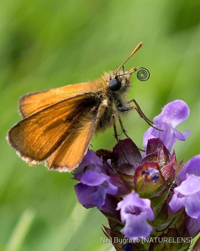 "Small Skipper Butterfly" by Neil Bygrave (NATURELENS) | Redbubble