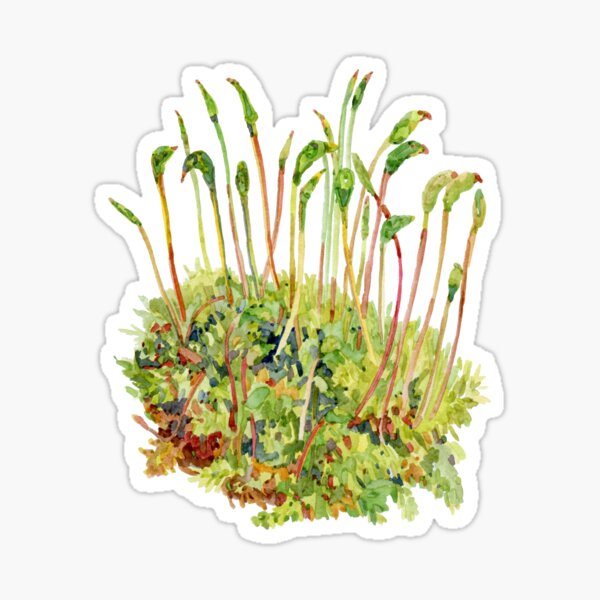 Becca Boyce Shop | Redbubble