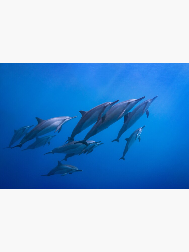 "Dolphin Pod" Sticker for Sale by Lanskiii | Redbubble