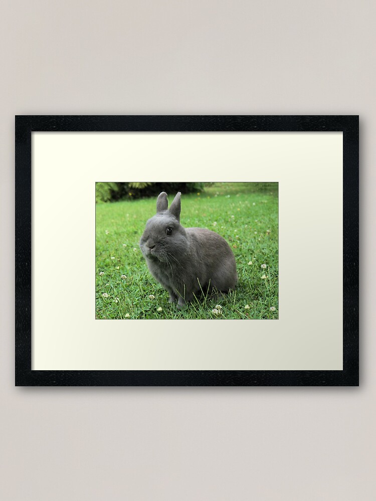 "Billy the Rabbit" Framed Art Print for Sale by bluegumbill | Redbubble