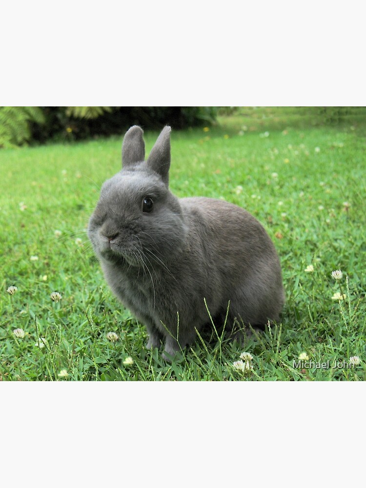 "Billy the Rabbit" Framed Art Print for Sale by bluegumbill | Redbubble