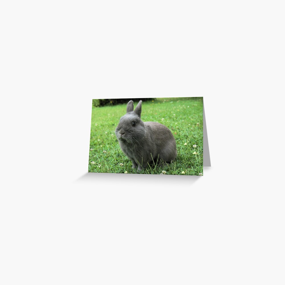 "Billy the Rabbit" Greeting Card for Sale by bluegumbill | Redbubble