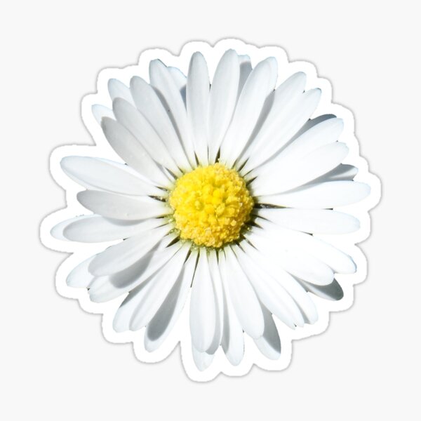 "White Daisy Flower Photo" Sticker by Kuvii | Redbubble