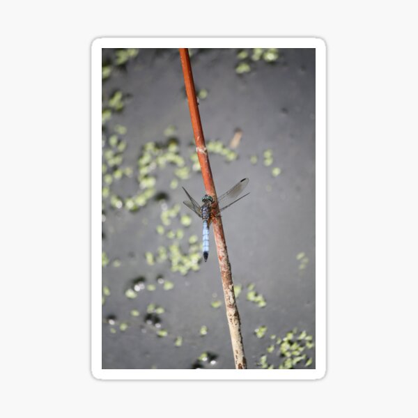 "Native Blue Dasher Dragonfly" Sticker by chstudios | Redbubble