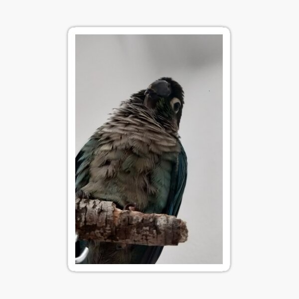 "Tori top model" Sticker by Arwoenfox | Redbubble