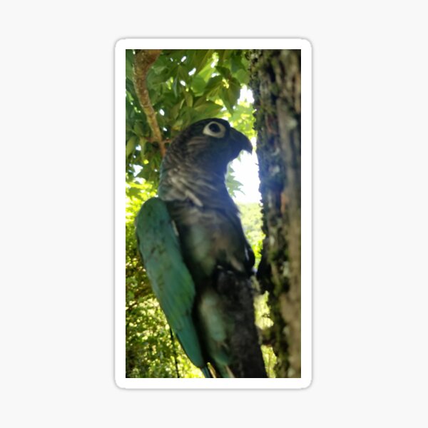 "Tori" Sticker for Sale by Arwoenfox | Redbubble