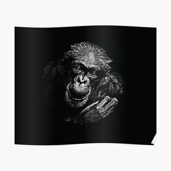"Thinking Chimpanzee" Poster by kasthu | Redbubble