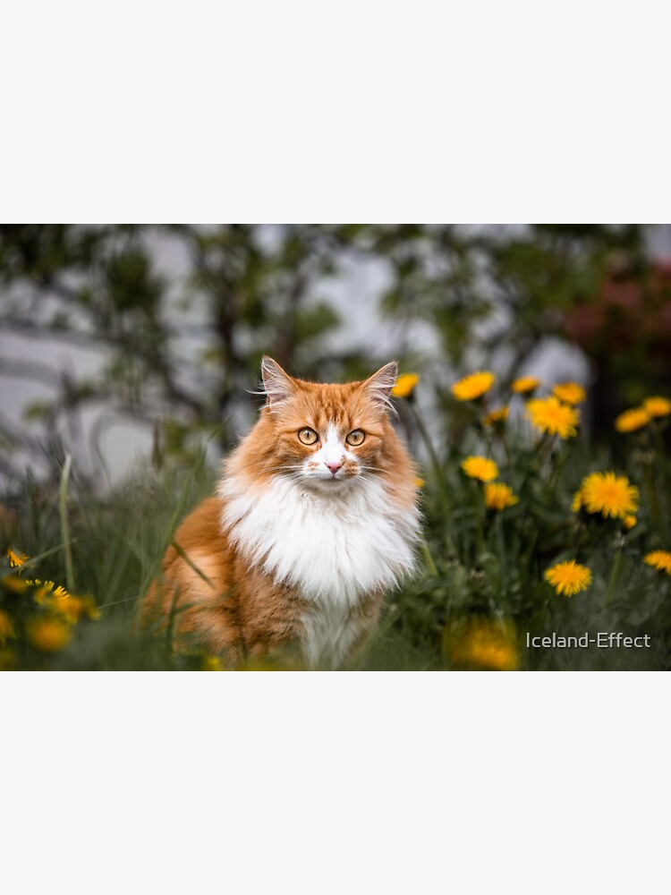 "Filou - the shy little fluffy cat. " Sticker for Sale by Iceland ...