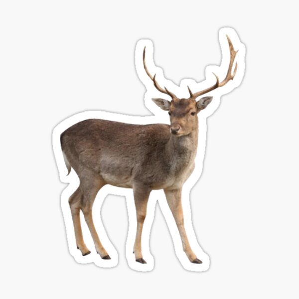 "forest mule deer" Sticker for Sale by stickerslivvy | Redbubble