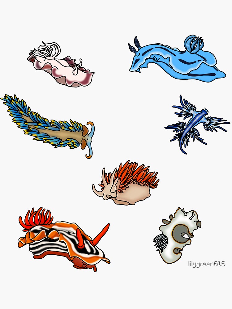 "Sea Slug Sticker Pack" Sticker for Sale by lilygreen616 | Redbubble