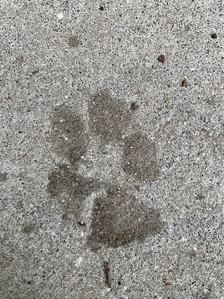 "Pitt Bull Paw Print" Poster by Naturefae | Redbubble