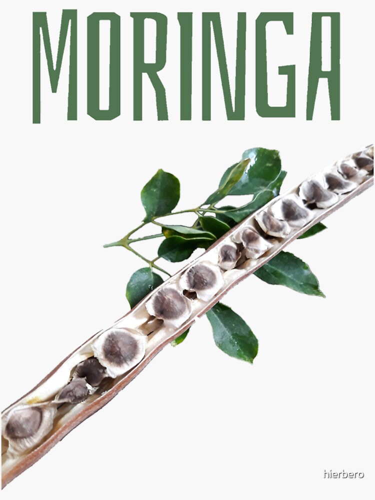 "Moringa" Sticker for Sale by hierbero | Redbubble
