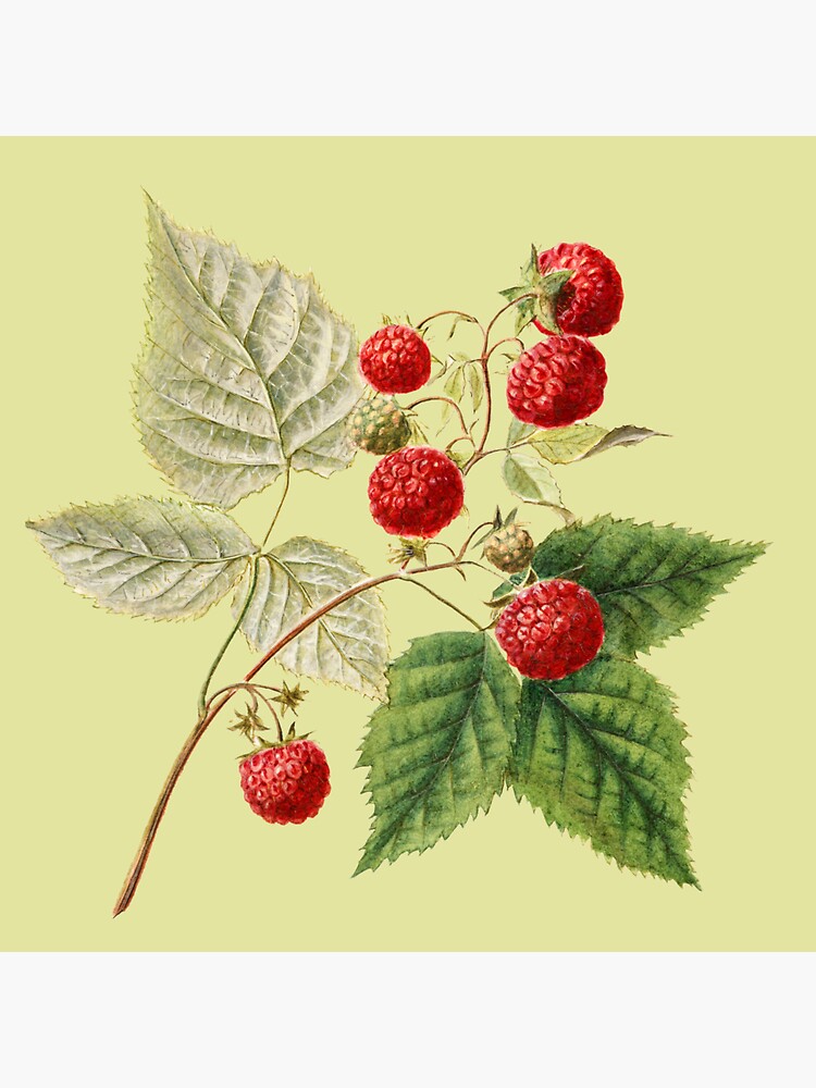 "Raspberry Botanical Drawing - Raspberry Plant Print" Sticker for Sale ...