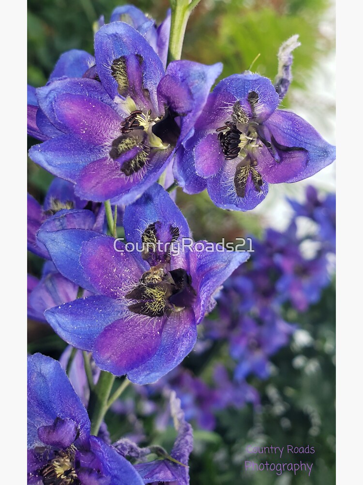 "44. Alberta flowers" Sticker for Sale by CountryRoads21 | Redbubble