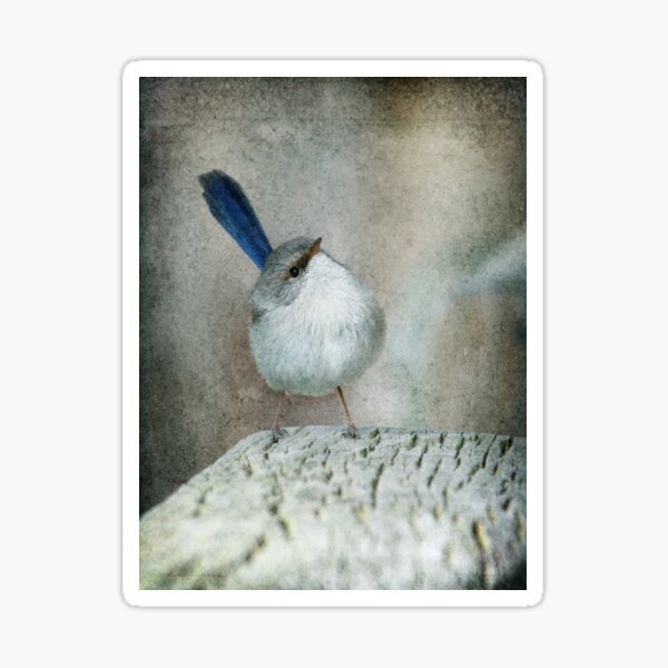 "Superb Fairy Wren #2" Sticker for Sale by Barbie | Redbubble