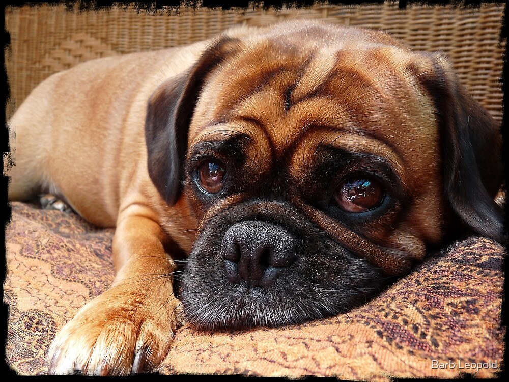 "Perfect Pug" by Barb Leopold | Redbubble