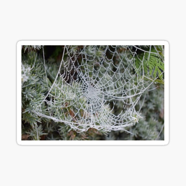 "Frosted Cobweb in a Winters Garden" Sticker by KittysNoir | Redbubble