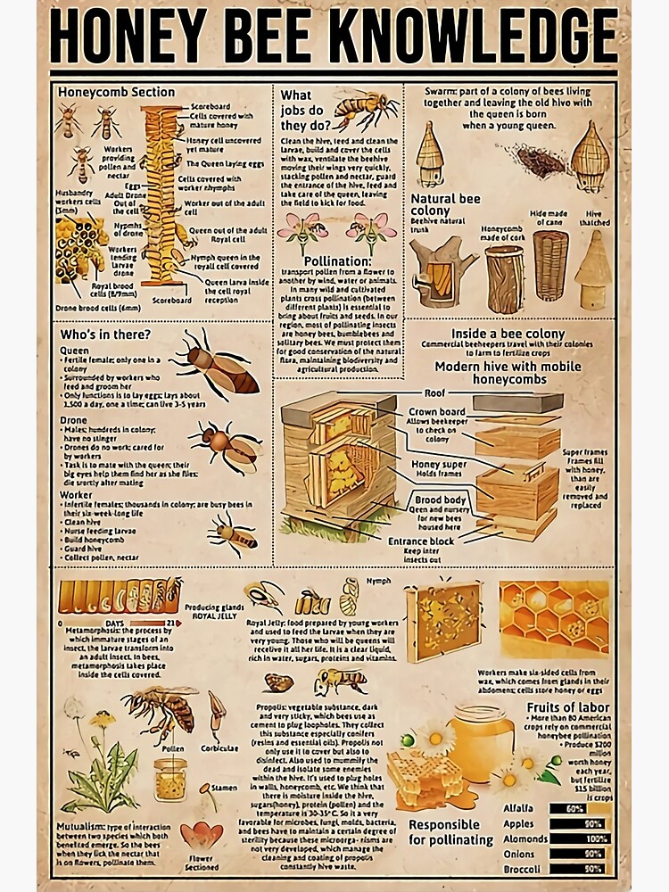 "Honey Bee Knowledge Poster" Art Print for Sale by hensaigraun | Redbubble