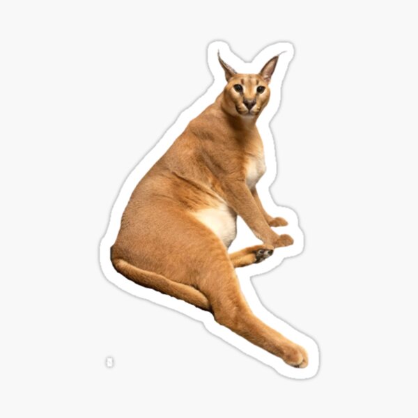 "Сonfused Floppa " Sticker for Sale by MemeDealer3 | Redbubble