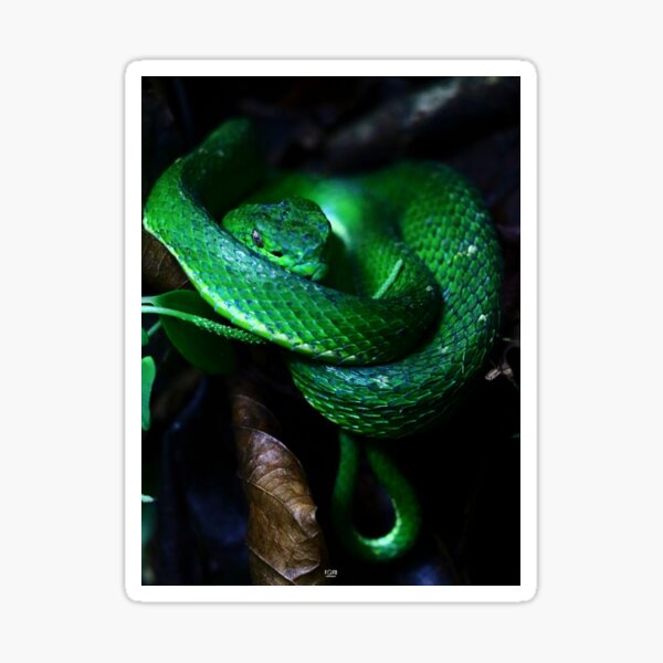 "Wild venomous snake " Sticker by CostaRicaNature | Redbubble