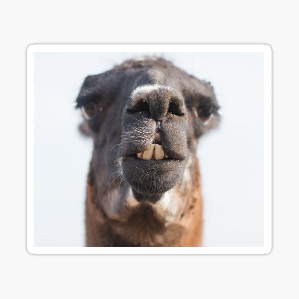 "Hey This Is A Llama, Not An Alpaca! - Grumpy Funny Face on A Farm ...