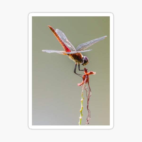 "Dragonfly Hover" Sticker by brandonbrandon | Redbubble