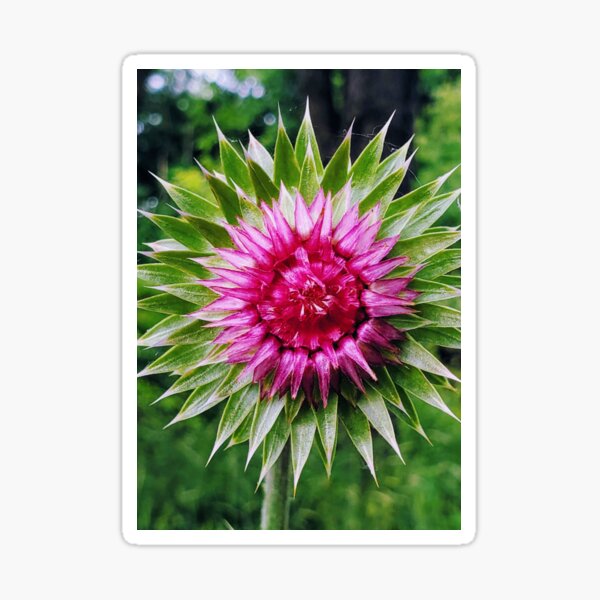 "Thistle" Sticker by MKKentDesigns | Redbubble