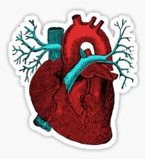 Anatomical Heart: Stickers | Redbubble