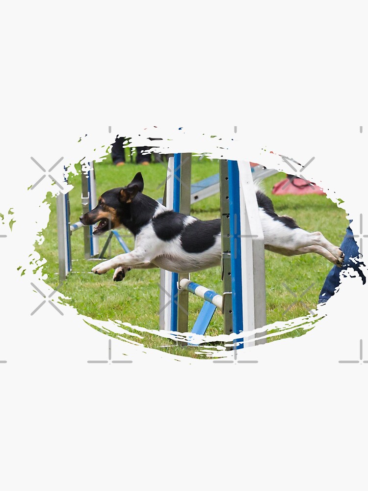 "Jack Russel Terrier doing agility" Sticker by tuneoperator | Redbubble