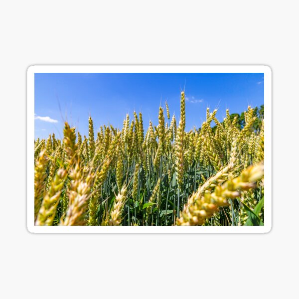 "The Fields of Barley." Sticker by Celestialgiza | Redbubble